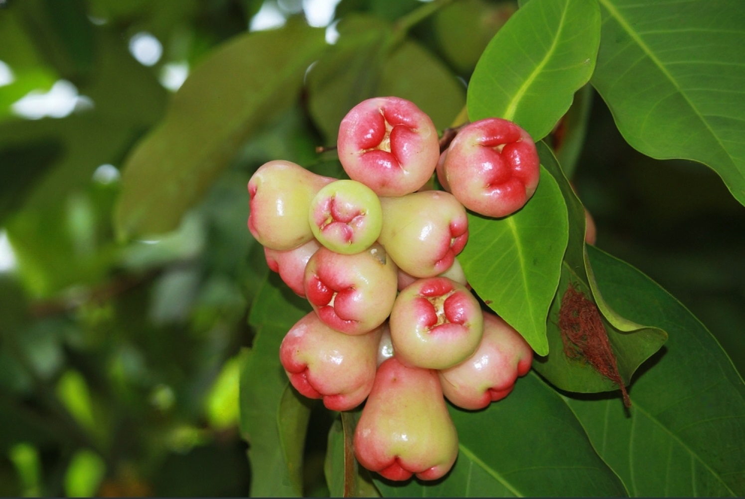 5 Tips Buah Jambu Air Tidak Busuk Dan Berulat Saat Panen