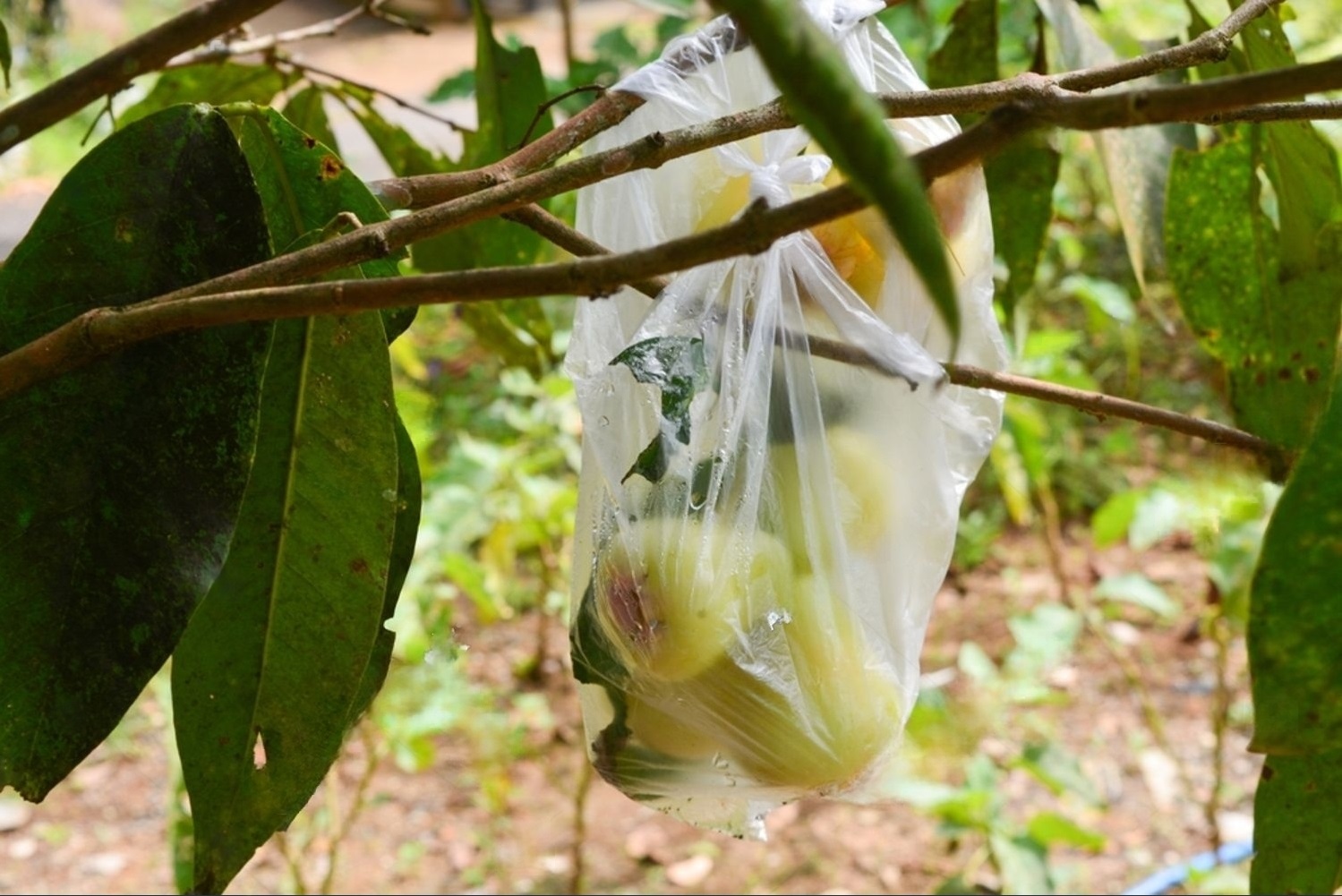 5 Tips Buah Jambu Air Tidak Busuk Dan Berulat Saat Panen