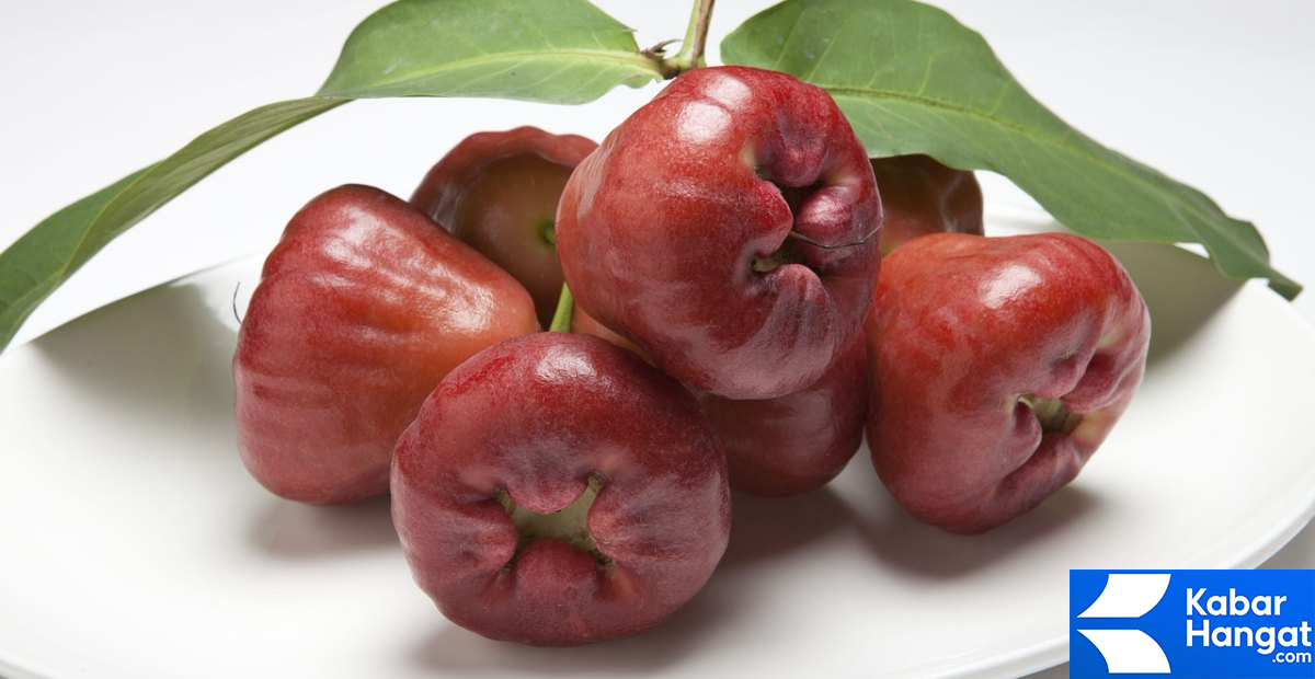 5 Cara Memilih Jambu Air yang Manis dan Matang Dengan Mudah