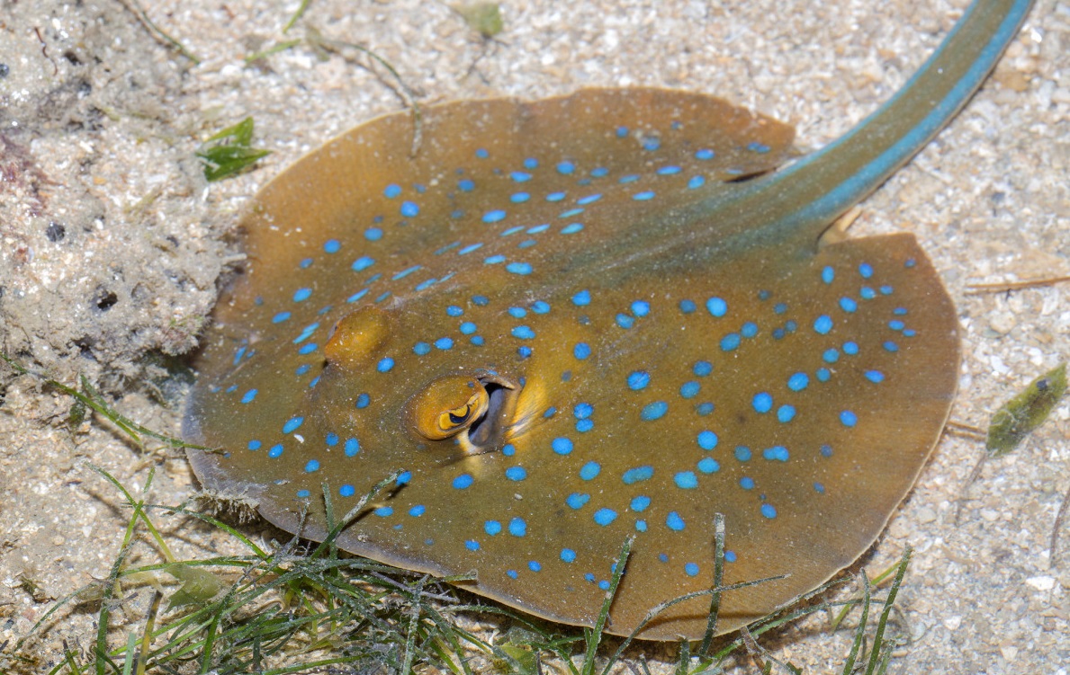 Terbukti Penyebab Ikan Pari Jawa Punah Akibat Ulah Manusia?